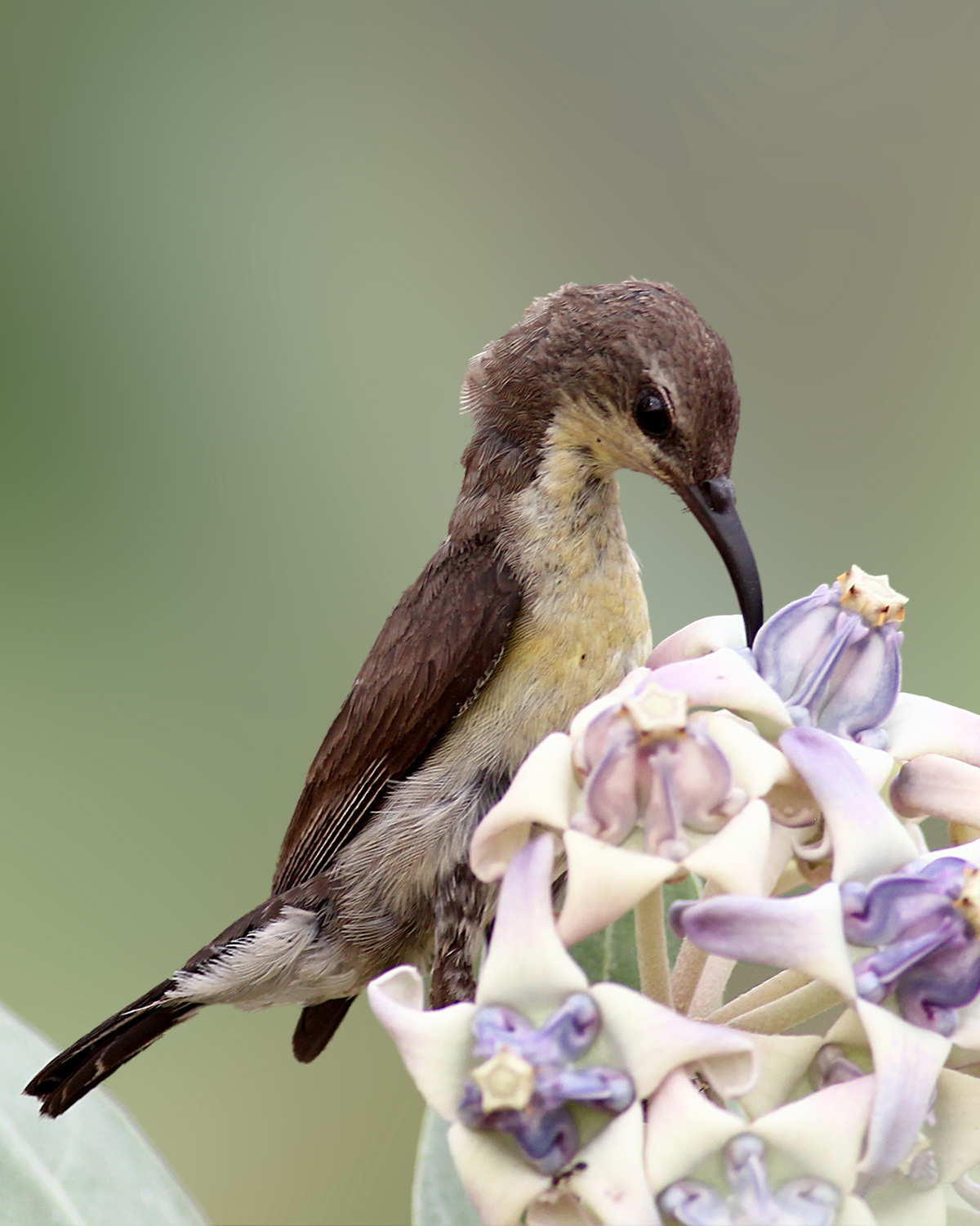 The Best Part About Birding Is That No Two Sessions Are Alike Spark